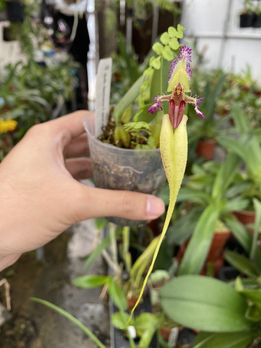 Bulbophyllum Fascinator Semi Alba | Blooming Size | Without flower | Lazada