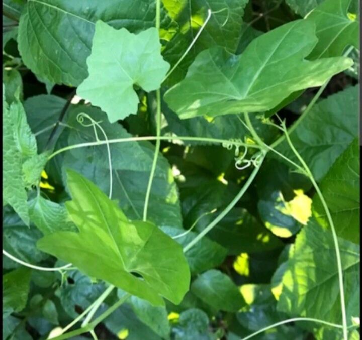 daun timun tikus | Lazada