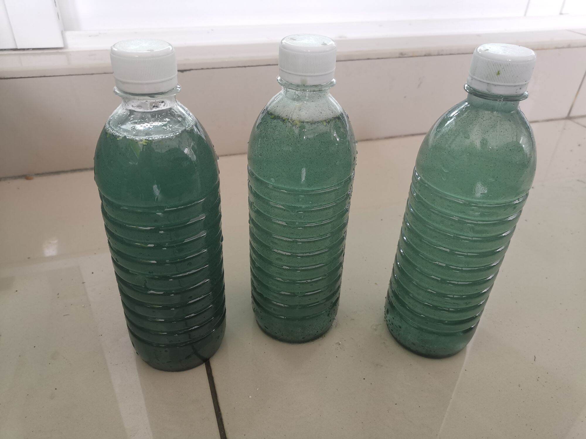 Chlorella Starter/Baja Chlorella/Air Hijau Matang/Green Water ...