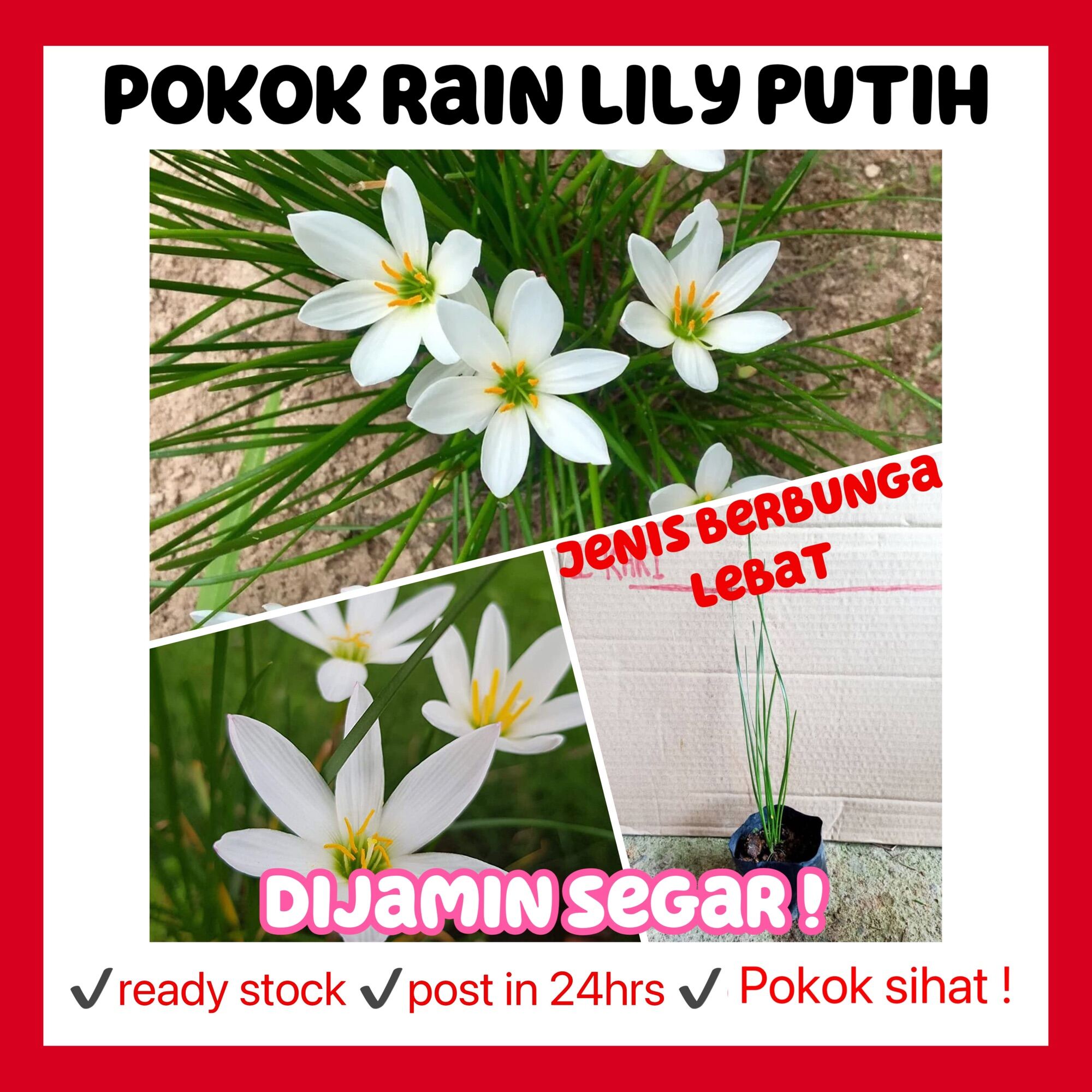 rina • pokok rain lily putih • white flower zephyranthus citrina ...