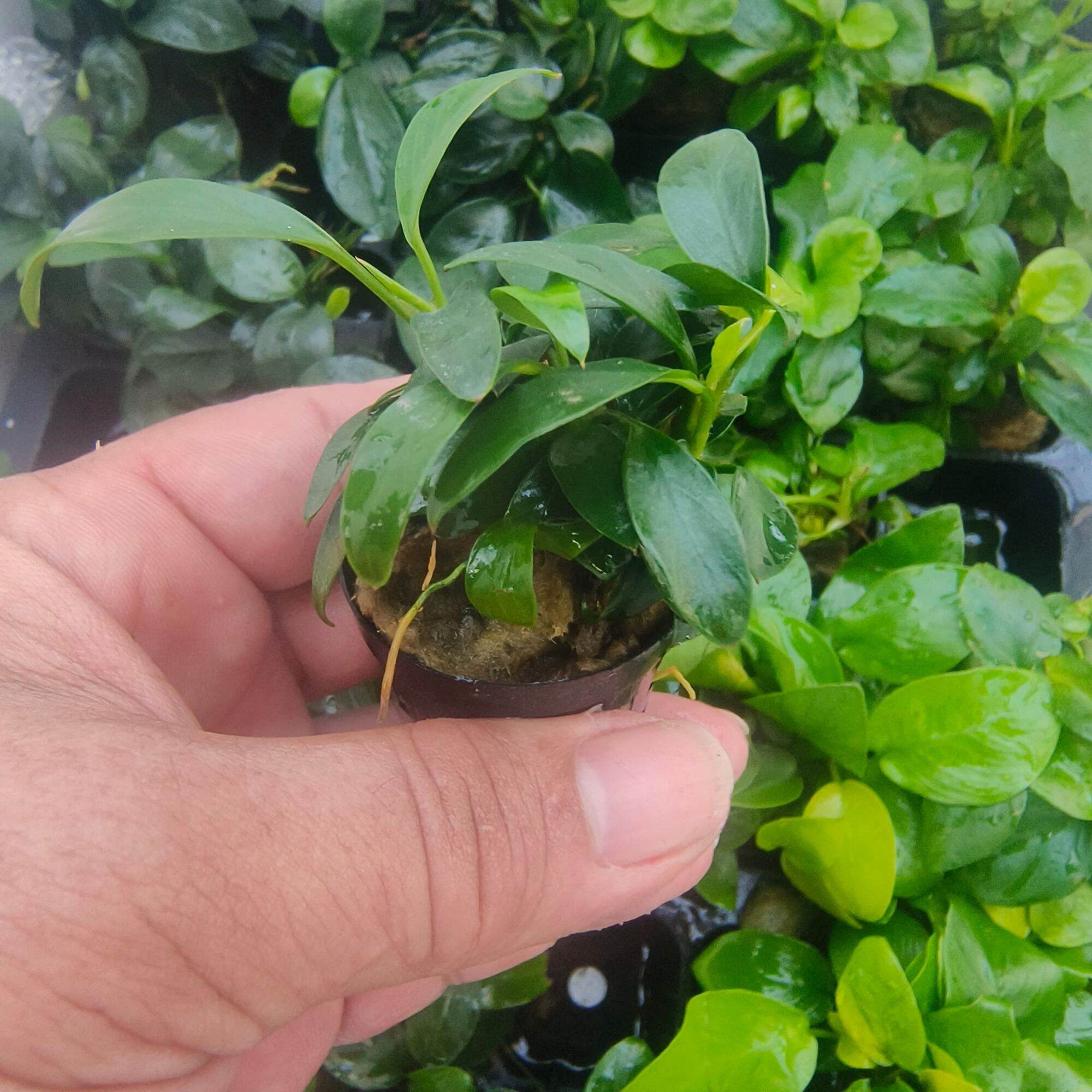 Anubias Nana /barteri var "angustifolia" mini/Nana "Golden"/ Sp Peacock ...