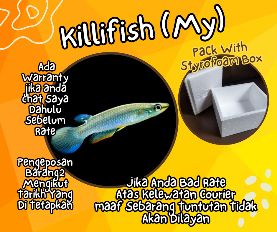 Kilifish Malaysia/Ikan Kepala Timah 2pcs | Lazada
