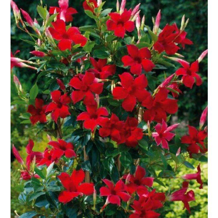 Pokok Bunga Mandevilla Merah / Red Mandevilla | Lazada