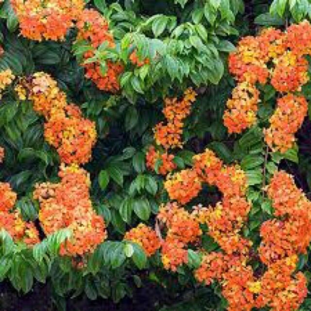 Pokok bunga menjalar Bauhinia kockinia @ bunga tapak kuda @ kekapur ...