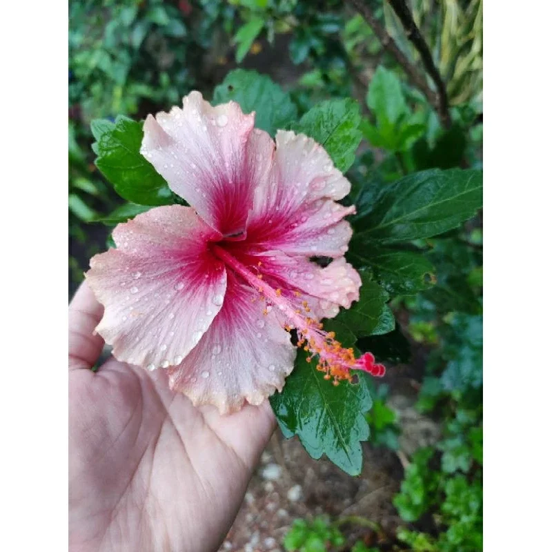 Pokok Bunga raya 2 Tona lollipop | Lazada