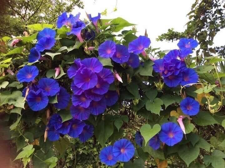 Pokok bunga morning glory biru menjalar | Lazada