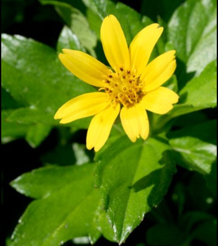 pokok bunga Wedelia Kuning atau Sphagneticola trilobata | Lazada