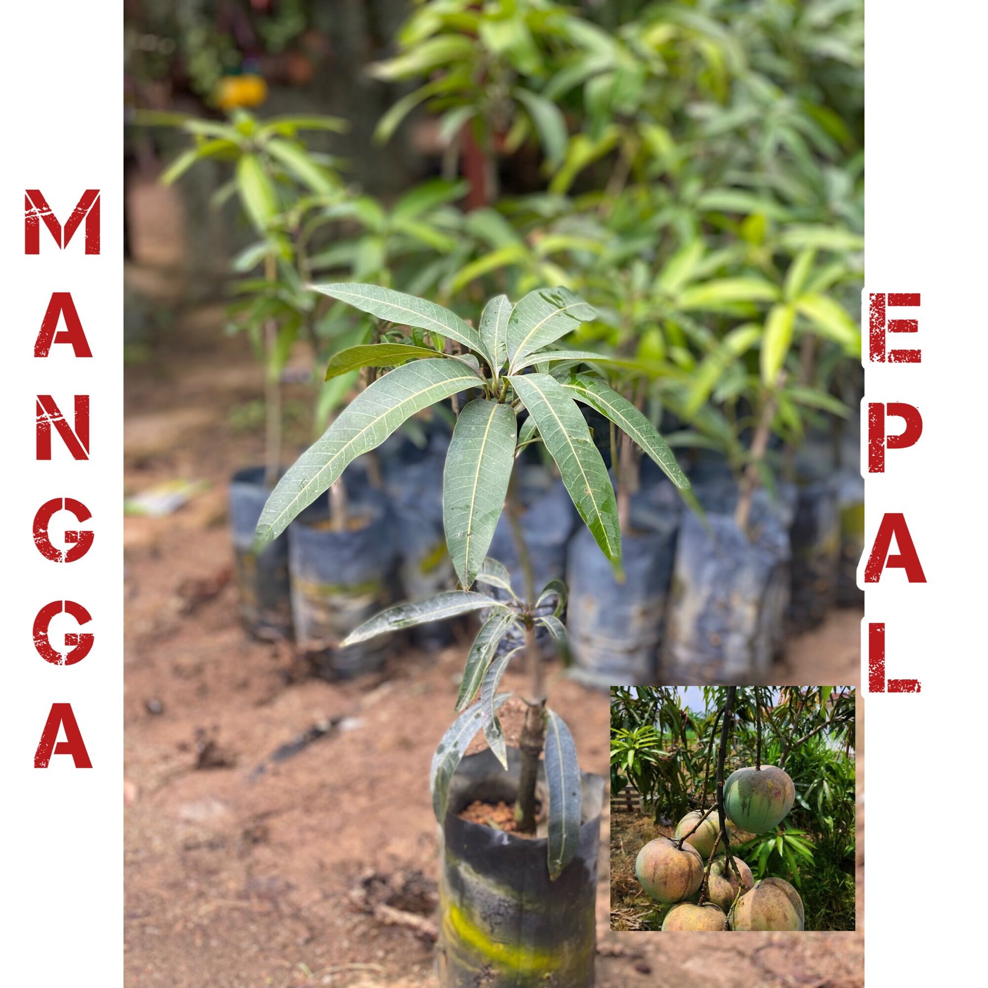 Pokok buah mangga ( epal ) hybrid thai murah | Lazada