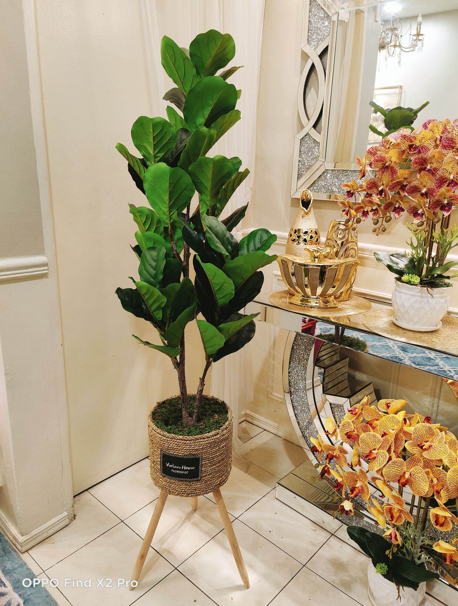 POKOK FIDDLE FIG (pokok sahaja) | Lazada