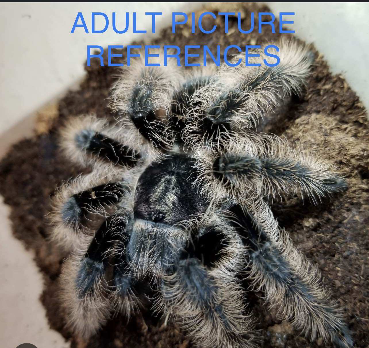 Honduran Curly Hair Tarantula