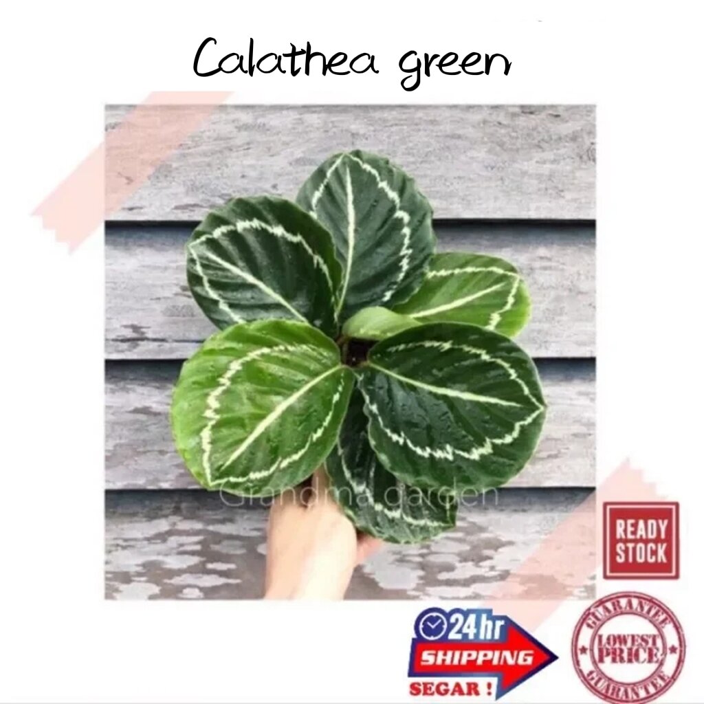 (GG real plant) Calathea green ^ pokok hidup hiasan rumah live indoor ...