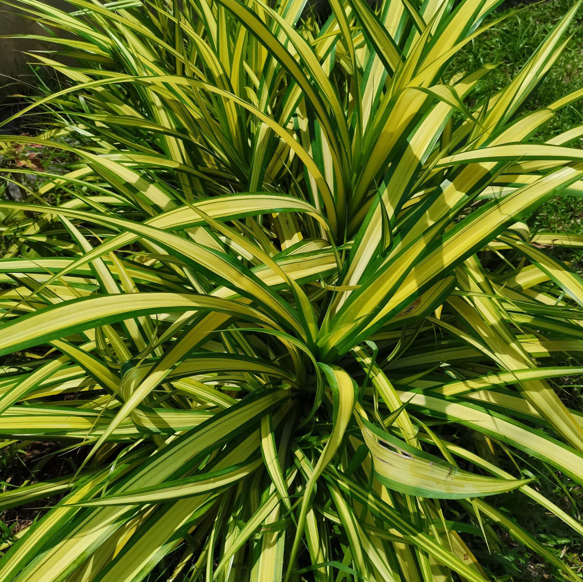 🌿Pokok Pandanus Kuning Hijau/Outdoor Plant/金边长叶兰 | Lazada