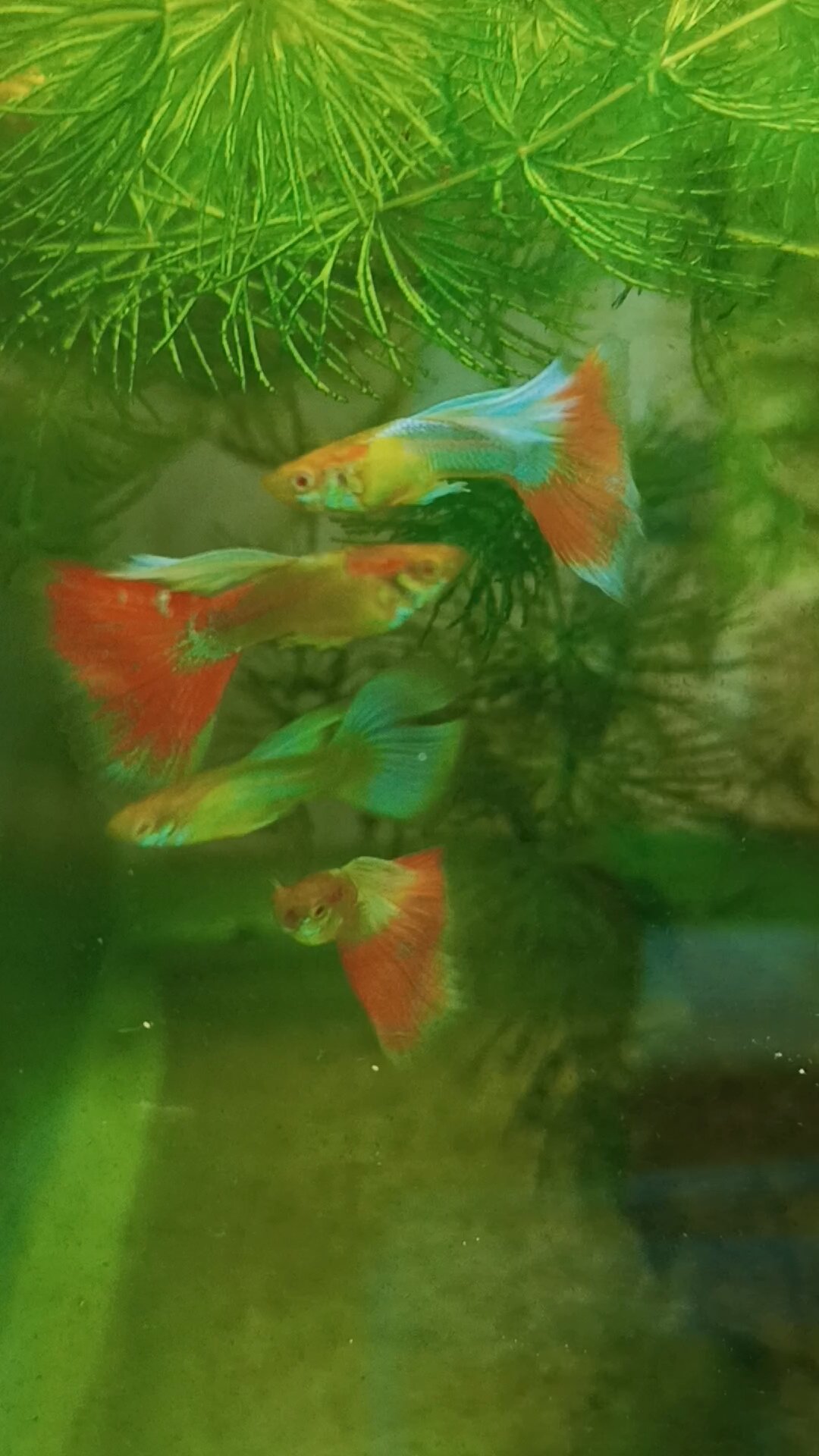 Guppy Santa Claus Albino 1 pair | Lazada