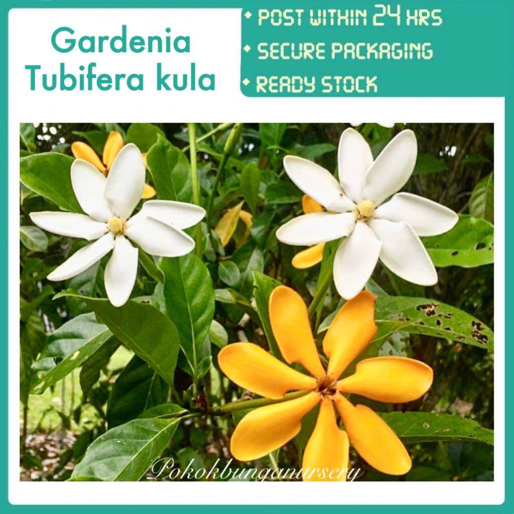 PBN - gardenia tunifera kula - fragrance flower bunga harum wangi pokok ...