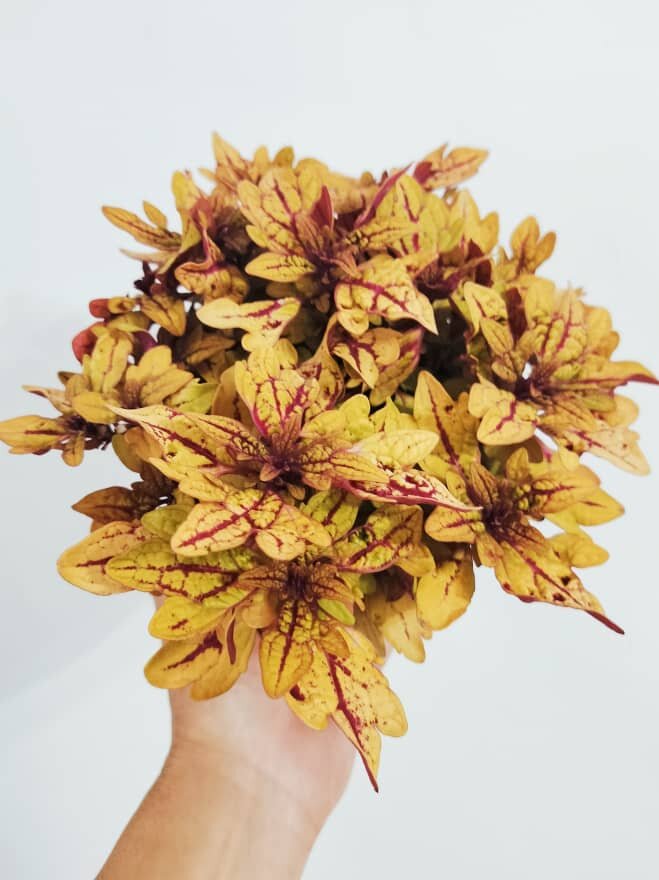 Ganohealth Golden Coleus Neon Butterfly 五彩苏彩叶 with 150mm pot direct ...