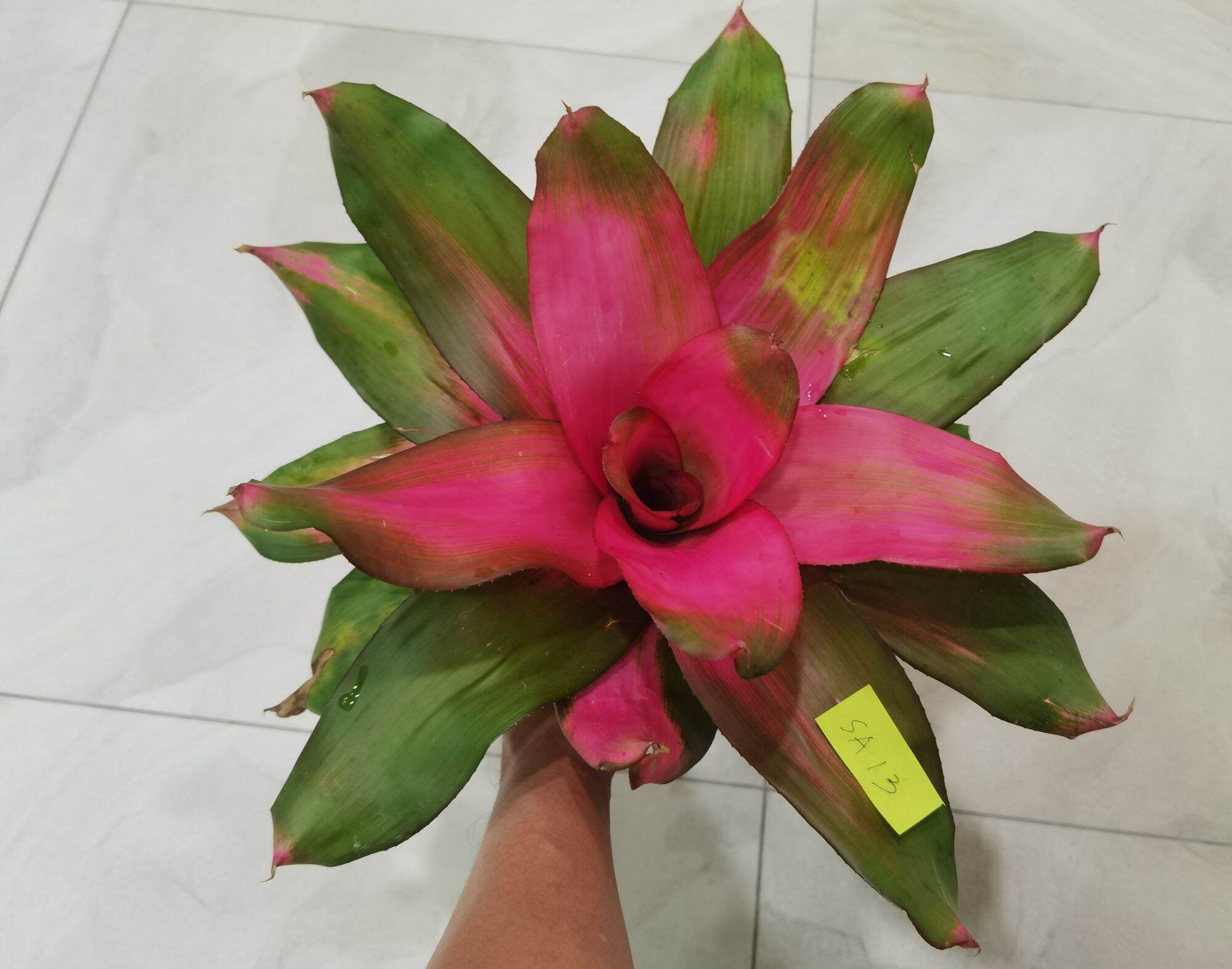 bromeliad neoregelia Pink Debbie | Lazada