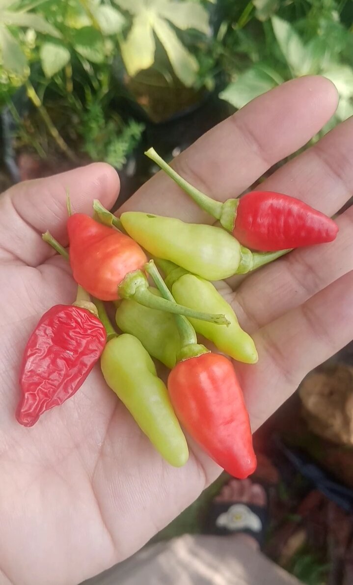 Anak pokok cili | cili putih besar |pokok cili |cili tahan lasak | Lazada