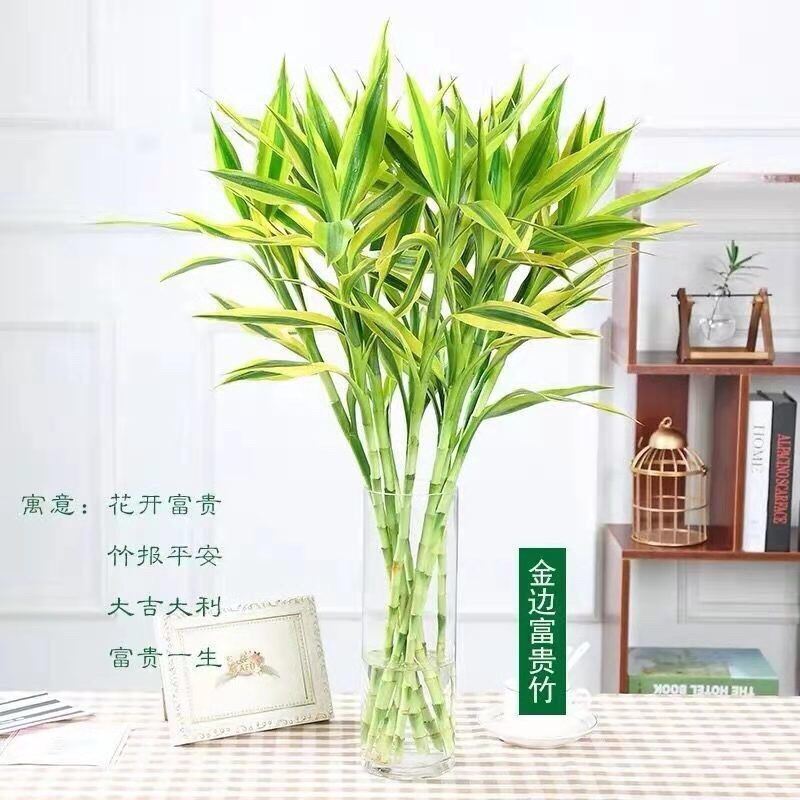 Ready stock home live indoor plant Lucky bamboo guanyin bamboo live ...