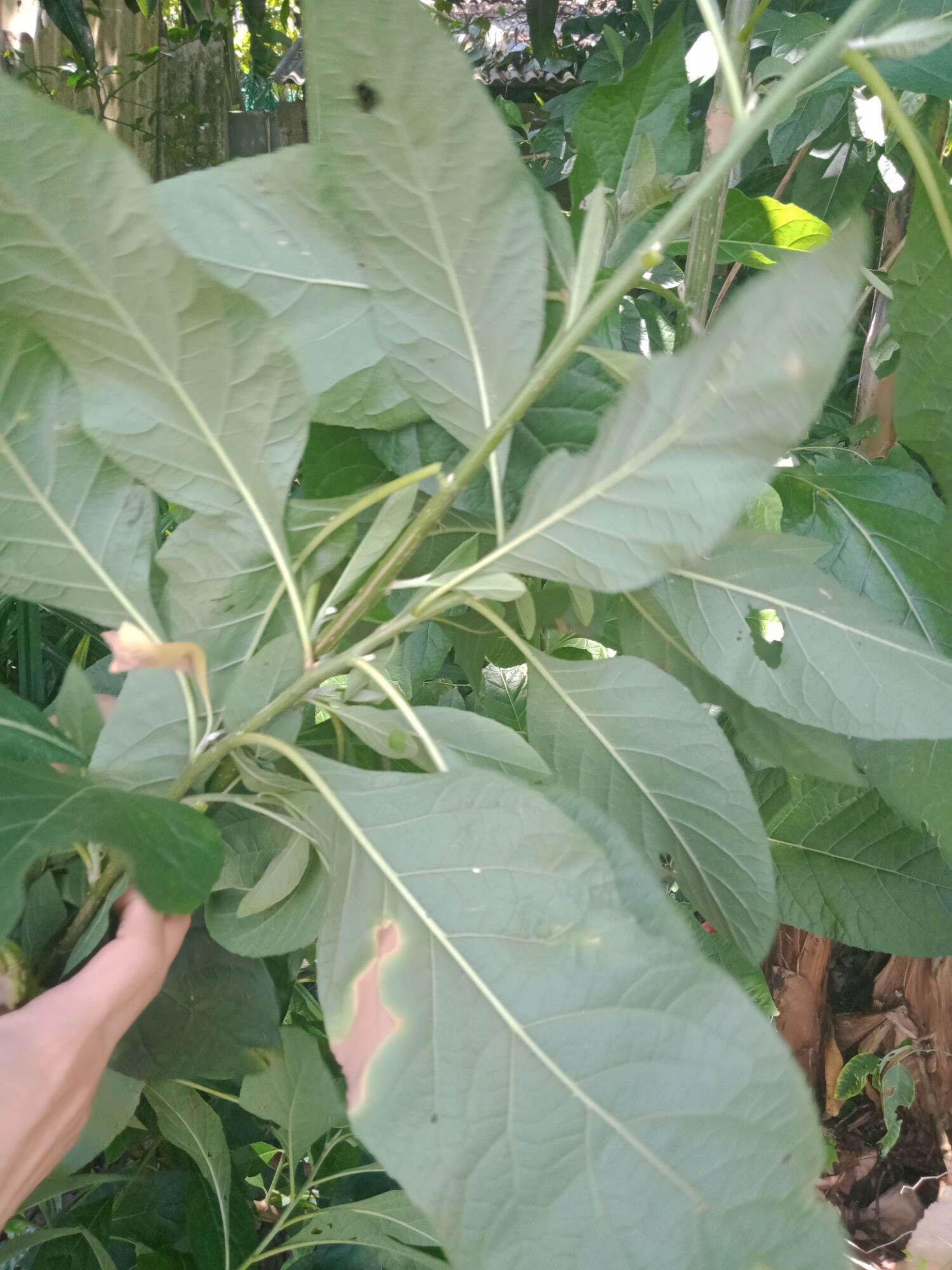 daun pokok bismillah, ubat darah tinggi | Lazada