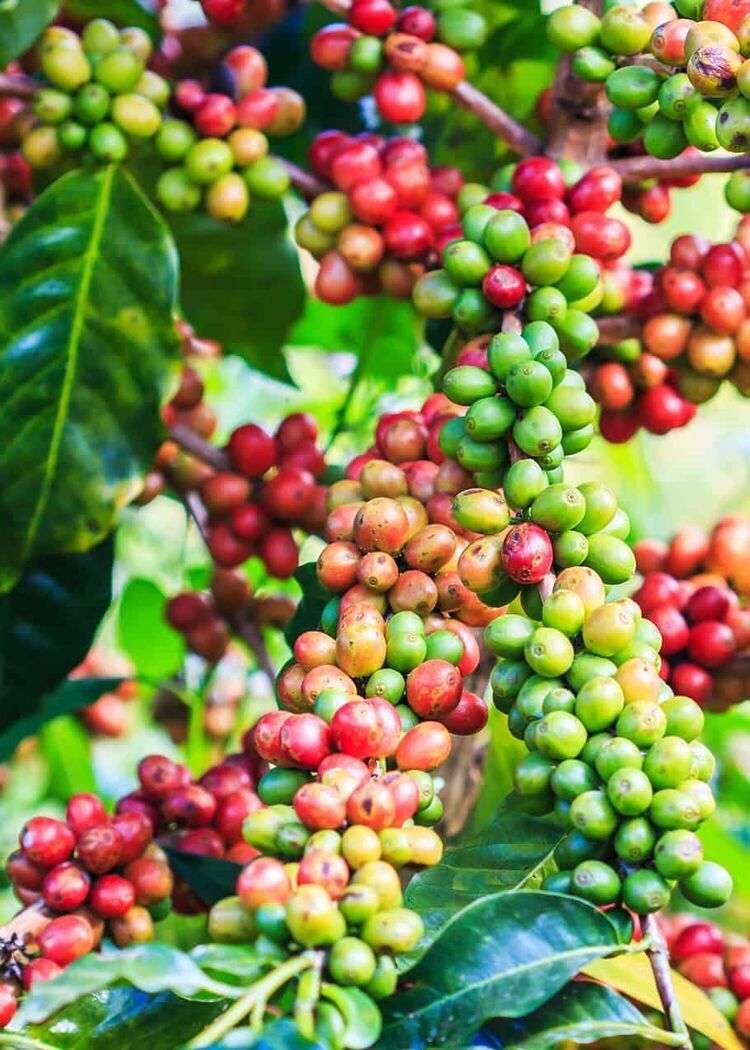 ANAK POKOK “Kopi” • Arabica & Robusta • Tanam Kopi Di Halaman Sendiri ☕ ...