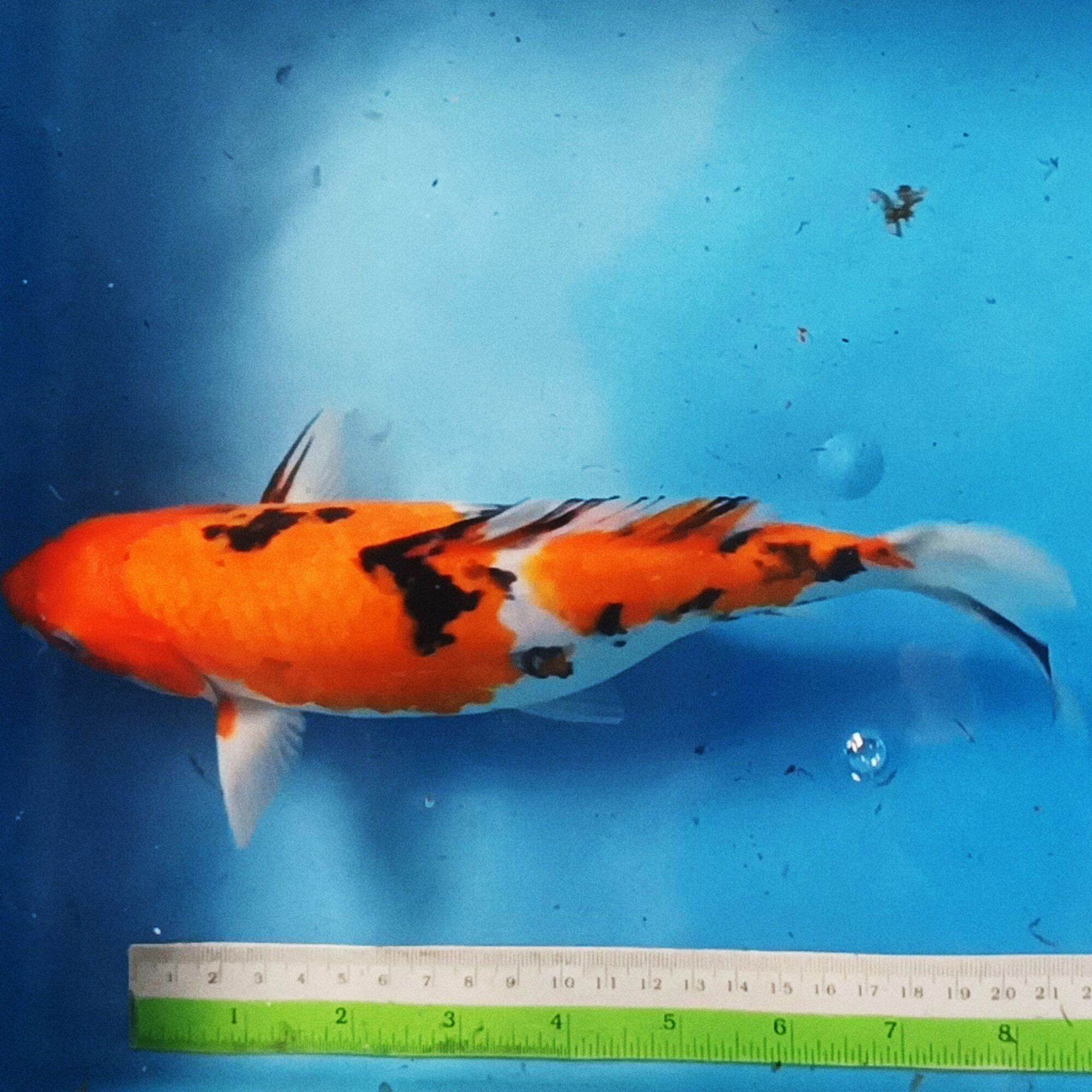 Malaysia Local breed Japanese koi fish -Tricolor 10" 1pcs | Lazada