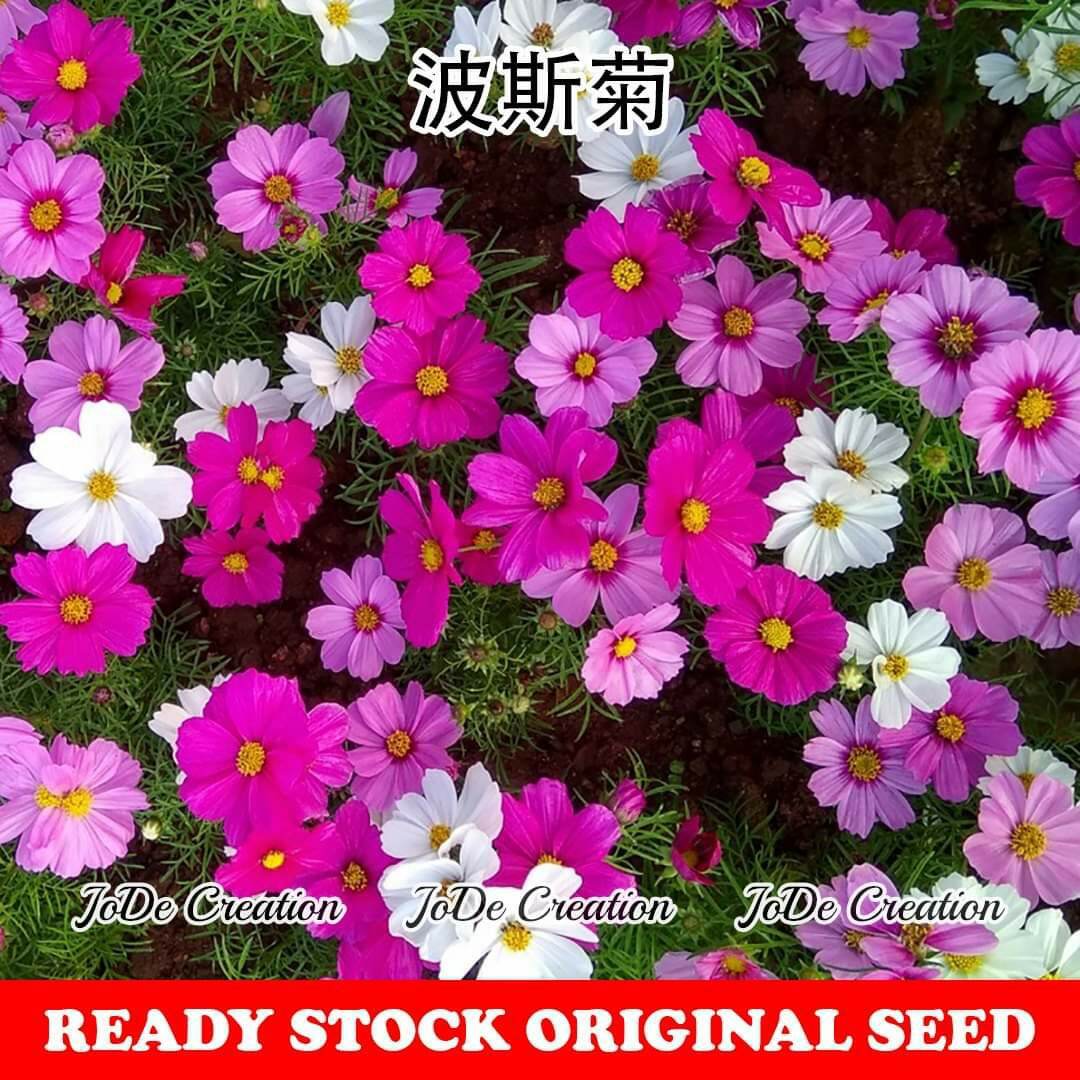 Benih Bunga Kosmos / Cosmos Flower Seeds / 波斯菊花种子 (100 seeds)