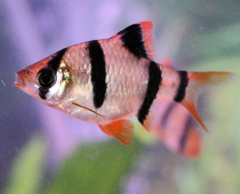 IKAN TIGER BARB 3pcs | Lazada
