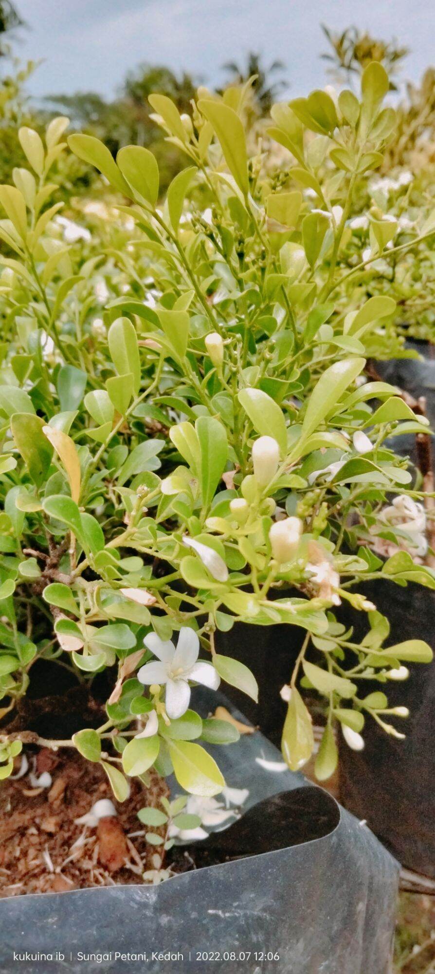 pokok bonsai/ tanaman pasu. Pokok bunga sedap Malam daun halus. pokok ...