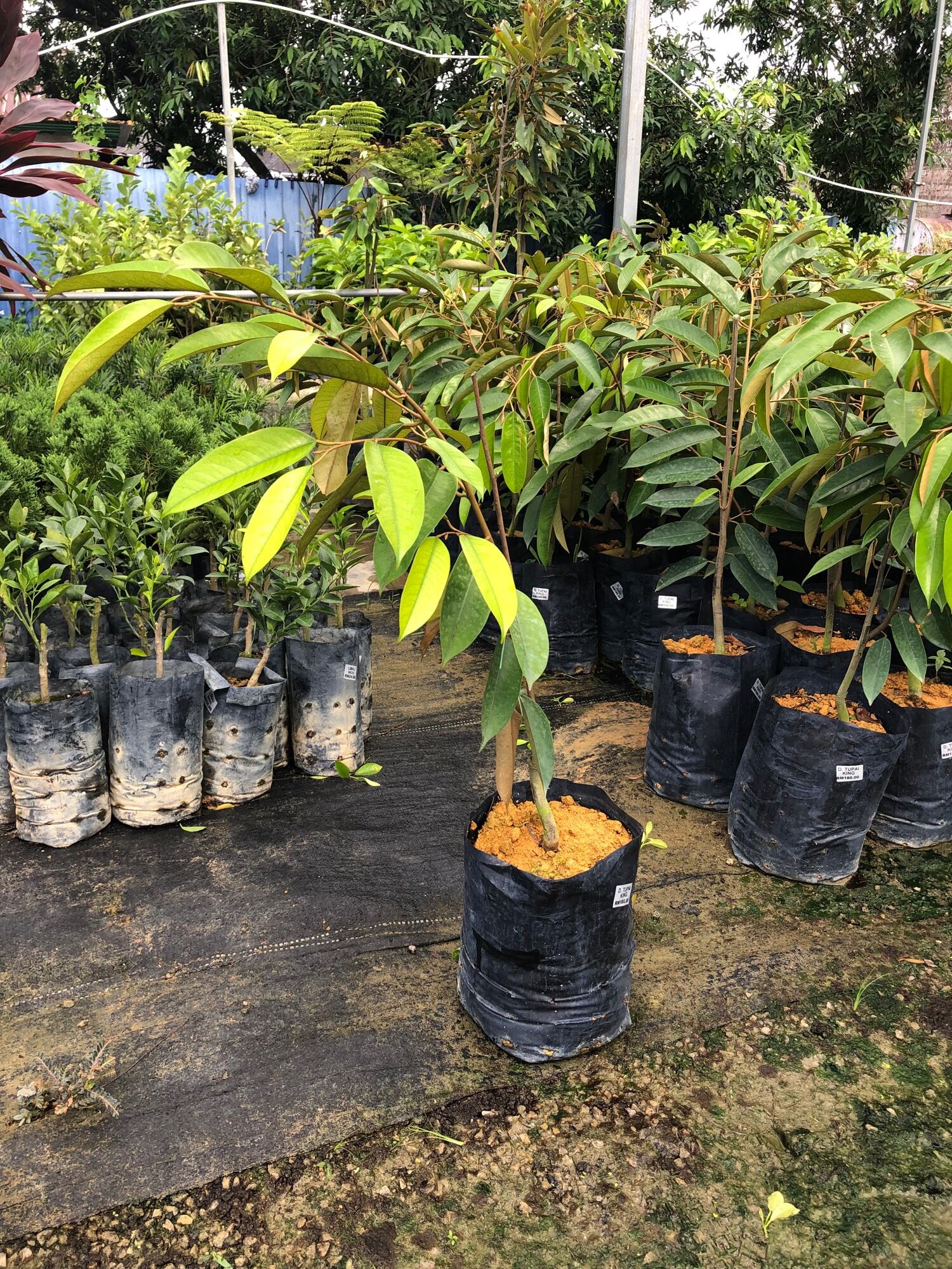 Pokok Durian Tupai King Hybrid Cepat Berbuah | Lazada