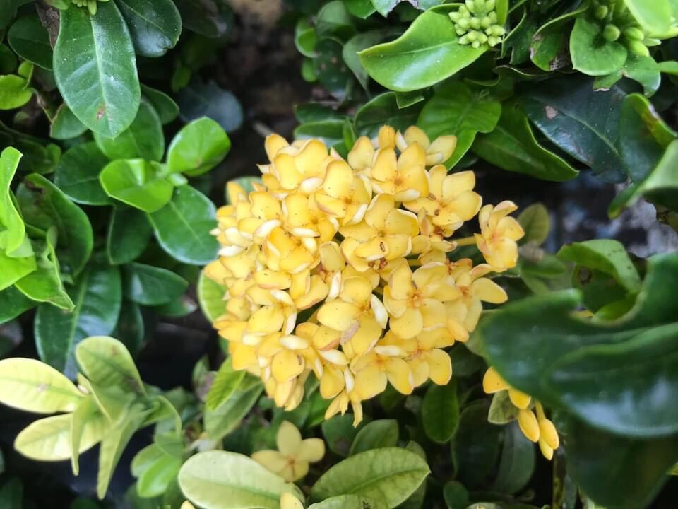 Pokok Bunga Ixora kuning Dwarf Yellow Ixora Real plant | Lazada