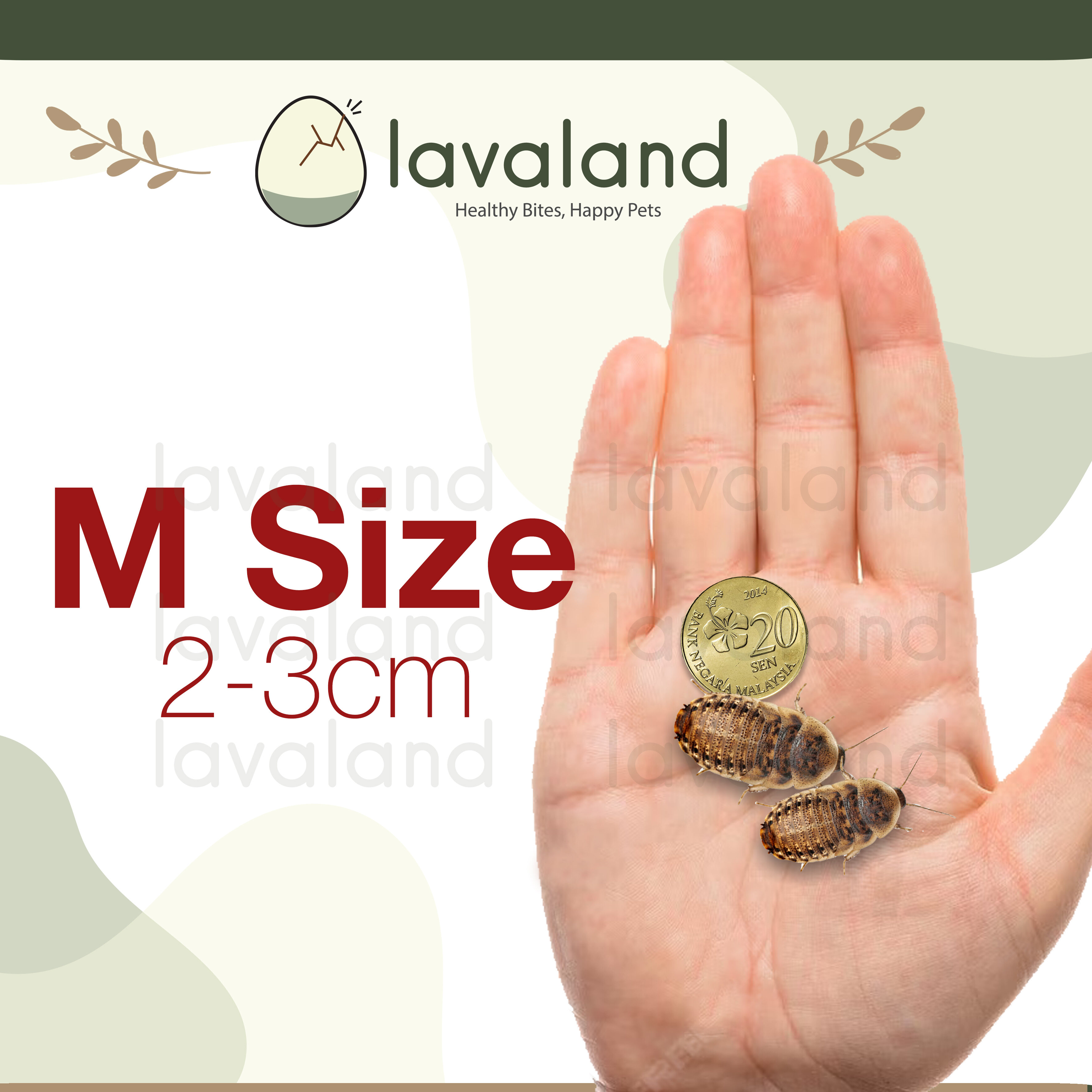 Lavaland - PureGrub - M Size 2-3cm - Live Dubia Roaches | AA Feeding ...