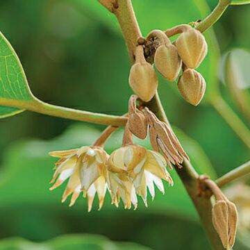Anak Pokok Bunga Tanjung | Lazada