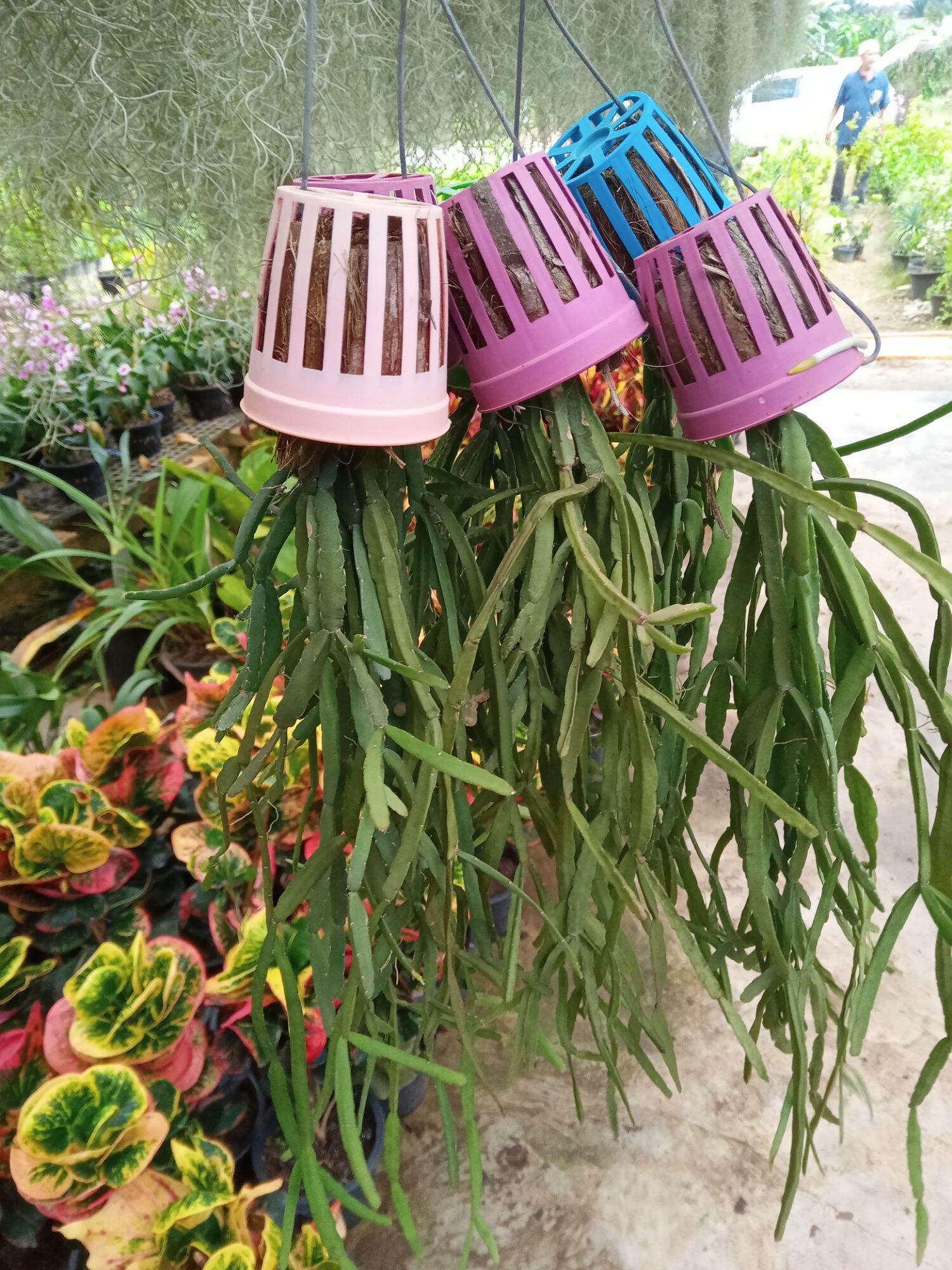 Anak Pokok Bakawali berjuntai | Lazada