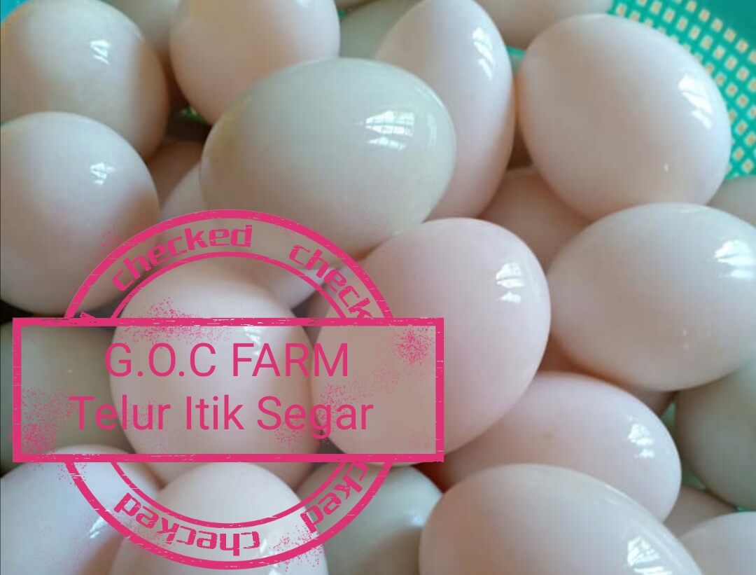 Telur Itik Segar (Sebiji RM 1.80) | Lazada