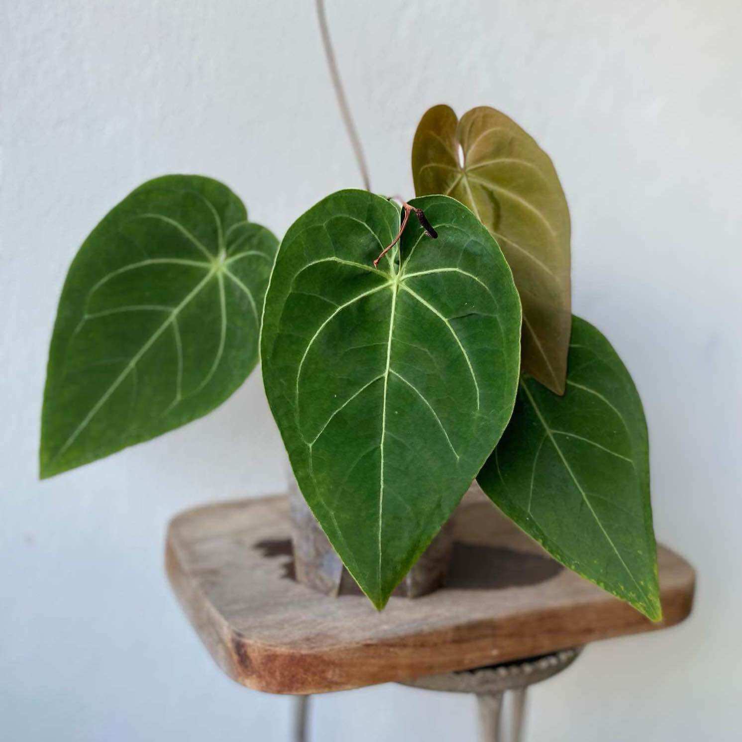 Anthurium Aos x red sinus | Lazada