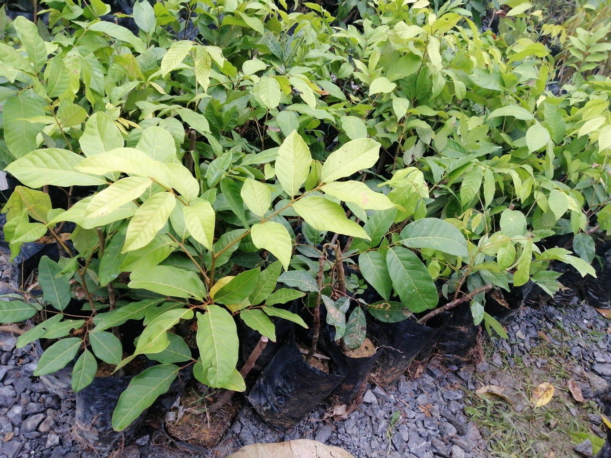 benih pokok rambutan gading | Lazada