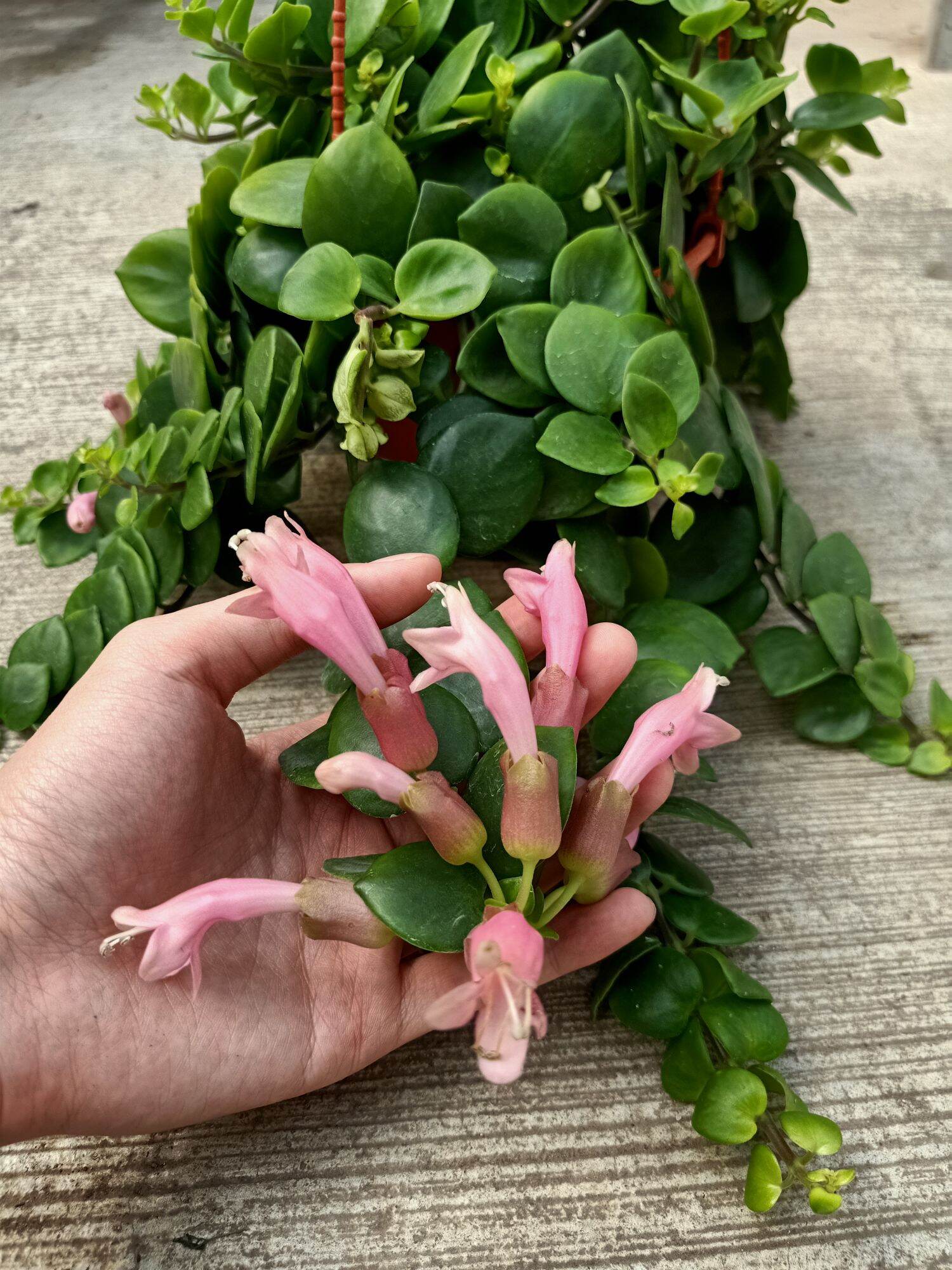 [Paling Horticulture Sdn Bhd] Aeschynanthus Lipstick Pink | Pokok Bunga ...