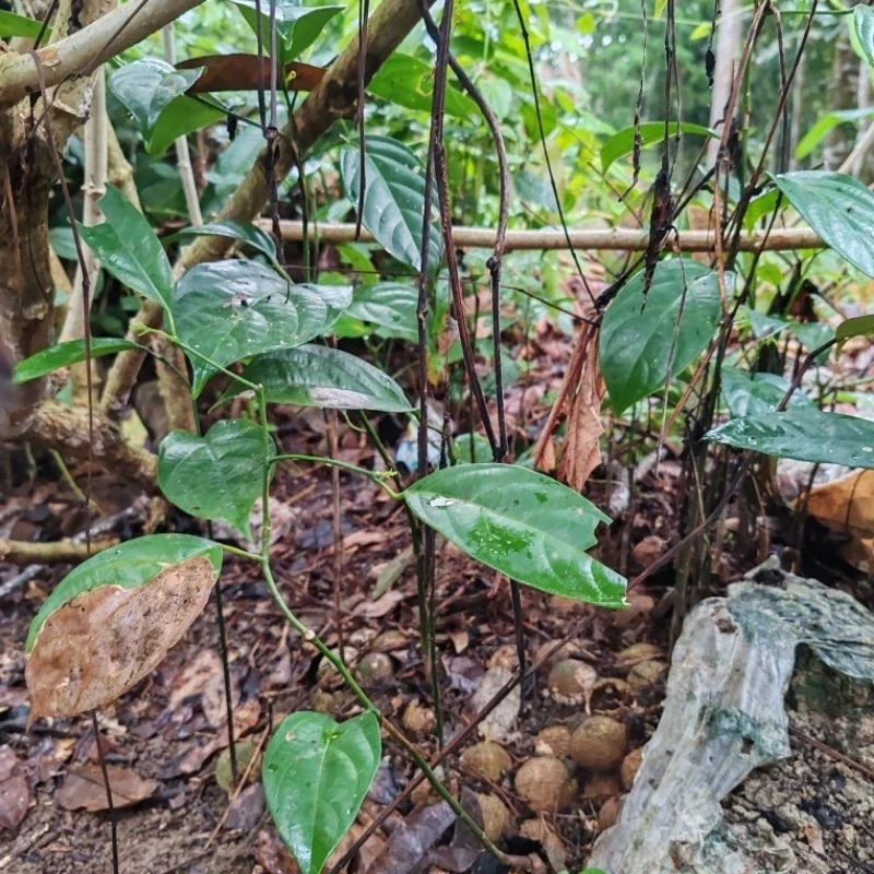 anak pokok buah kulim | Lazada