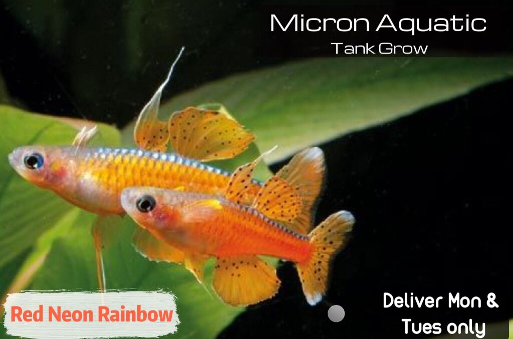 [DOA] Red Neon Rainbow/ Blue Eye Rainbow Fish/ Pseudomugil luminatus ...