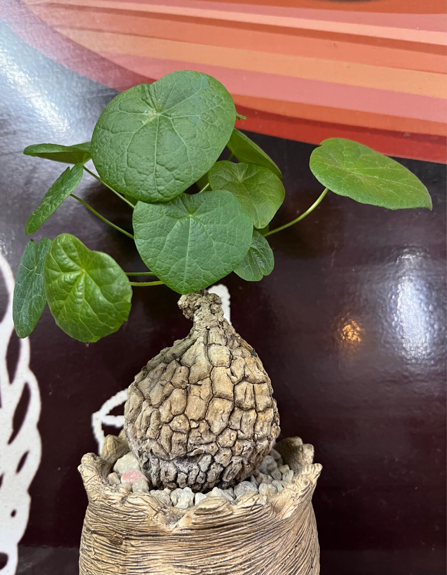 Stephania suberosa 龙甲龟 | Lazada