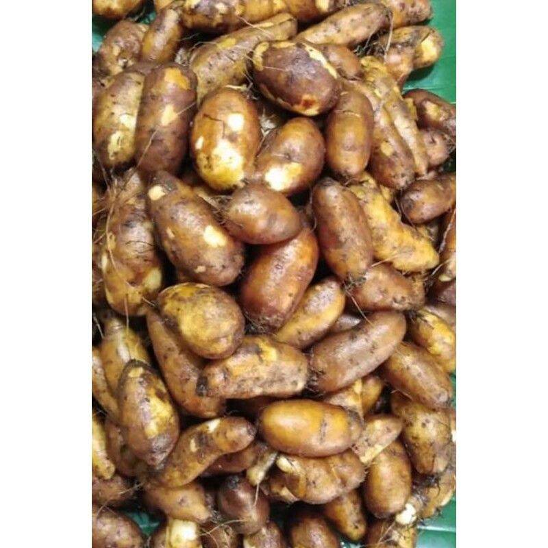 💥 UBI KEMILI @ UBI KELING ( 1 KG)💥 | Lazada