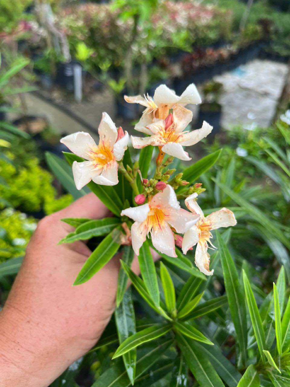 Nerium oleander 夹竹桃室外outdoor live plant / Red Kaner/ red karabi flower ...