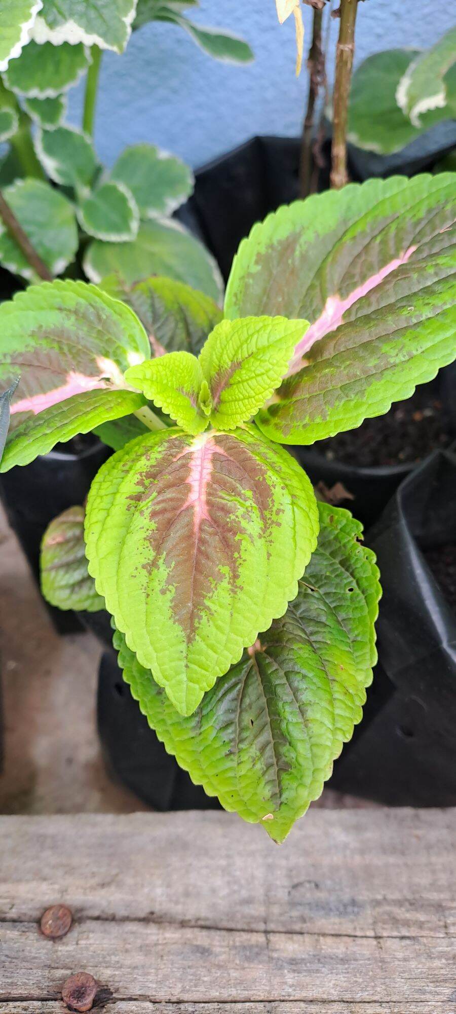 Pokok bunga ati ati hijau pink dalam polybag dan keratan batang | Lazada