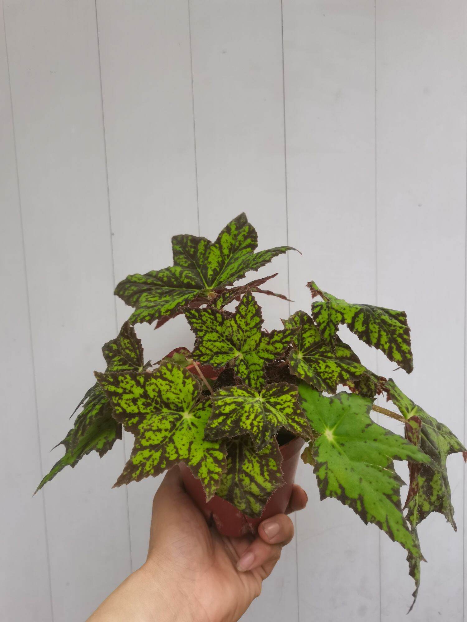 SOV,Begonia Cleopatrae ,Maple Leaf Begonia ,Pokok Asam Batu ,枫叶秋海棠 ...