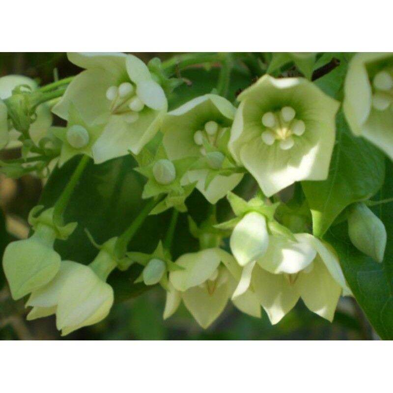 Pokok Bunga Kesidang/ Tikar Seladang/ Bunga Wangi | Lazada