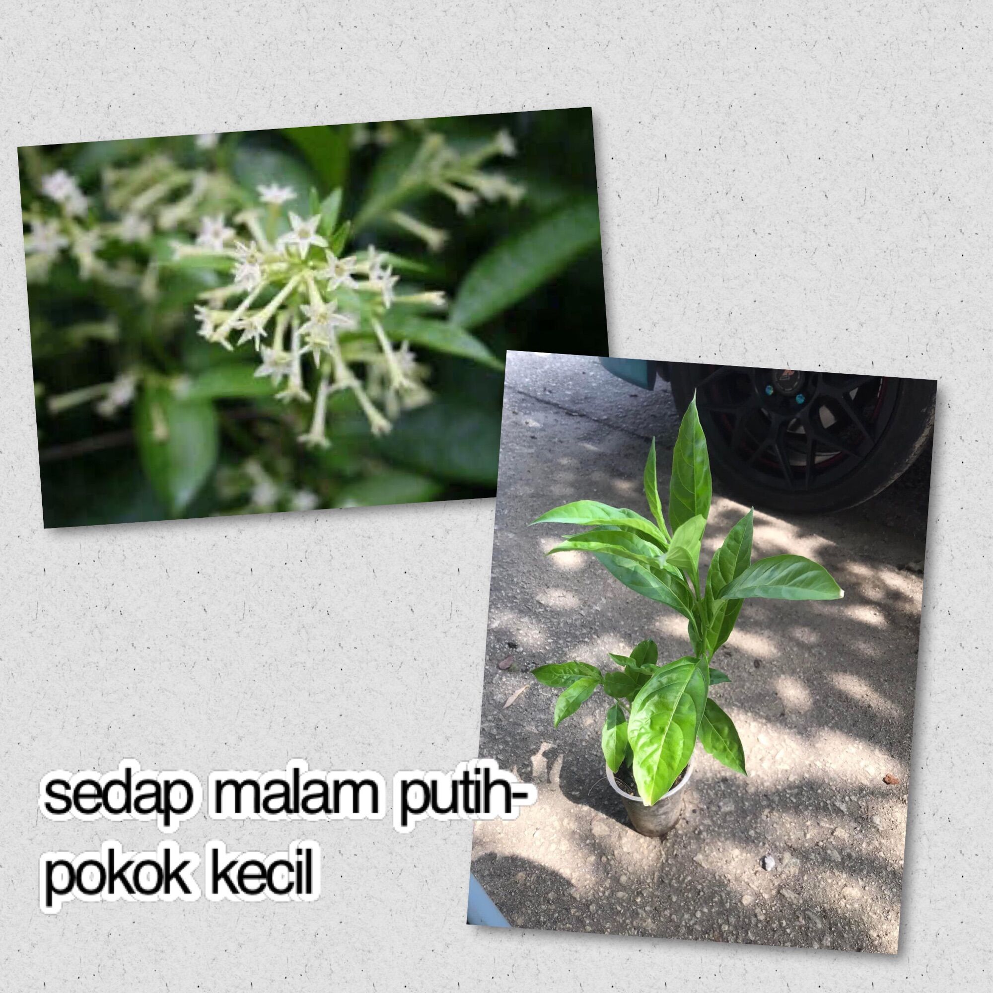 Pokok Bunga Wangi Sedap Malam Putih Dan Kuning Night Blooming Jasmine