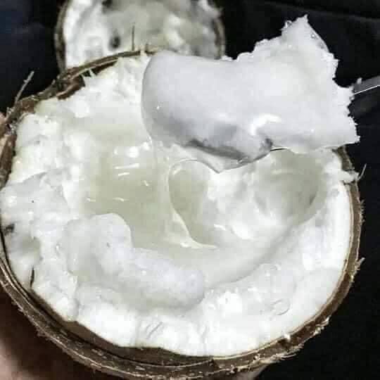 Macapuno coconut plant / anak pokok kelapa jelly | Lazada