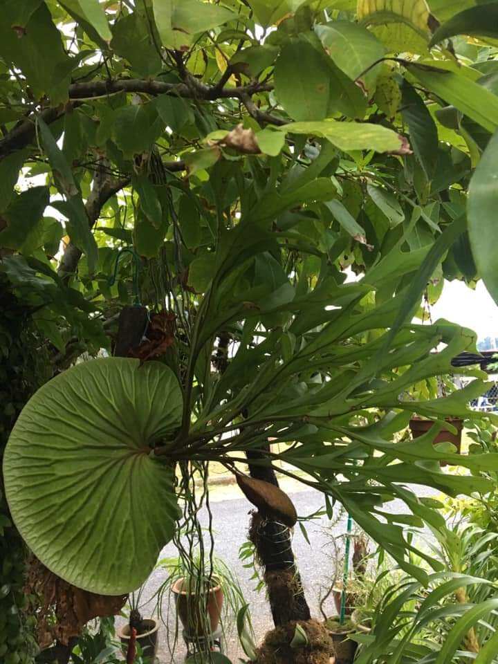 pokok paku tanduk kijang, platycerium ridleyii | Lazada