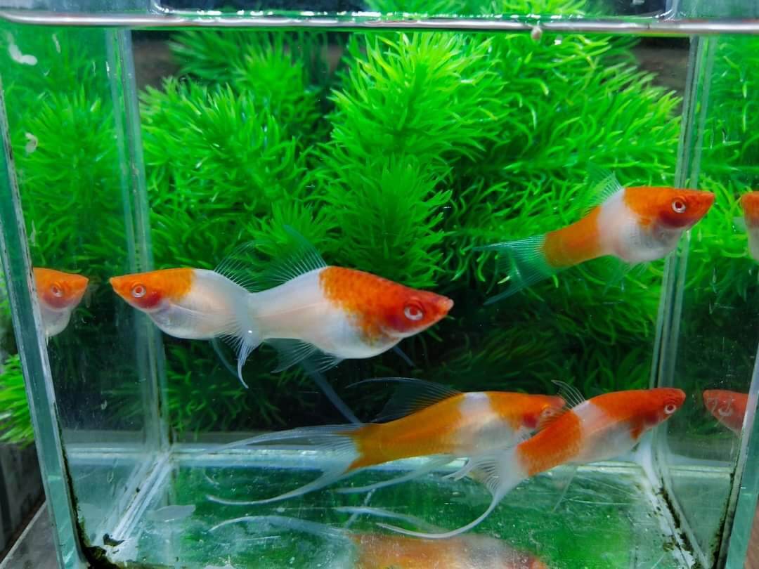 FANCY SWORDTAIL FISH KOI SANKE /SHOWA / UTSURI/ RED BRICK (BIG SIZE ...