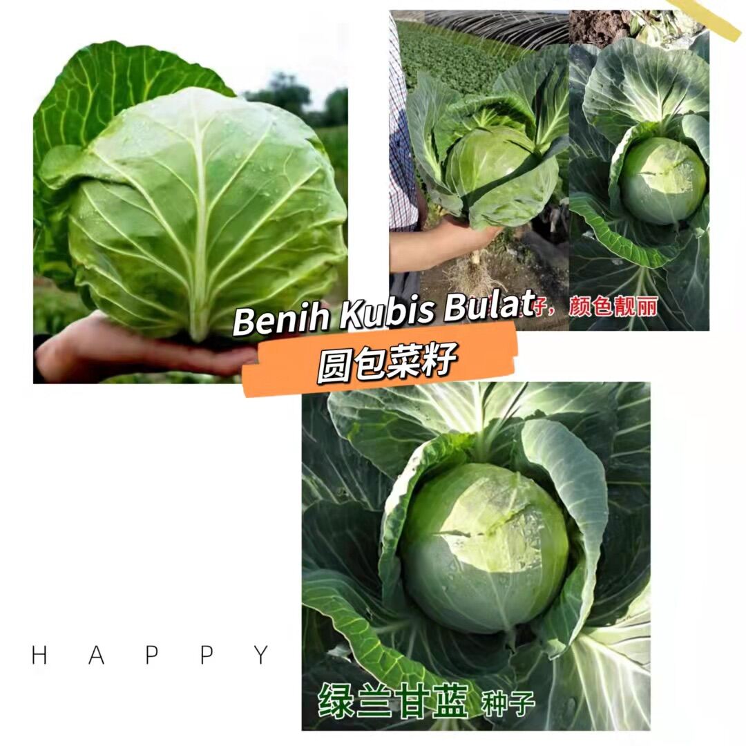 Benih Kubis Bulat Manis / Cabbage Seeds / 甘蓝包菜种子 Benih Kubis Bulat Manis / Cabbage Seeds / 甘蓝包菜种子